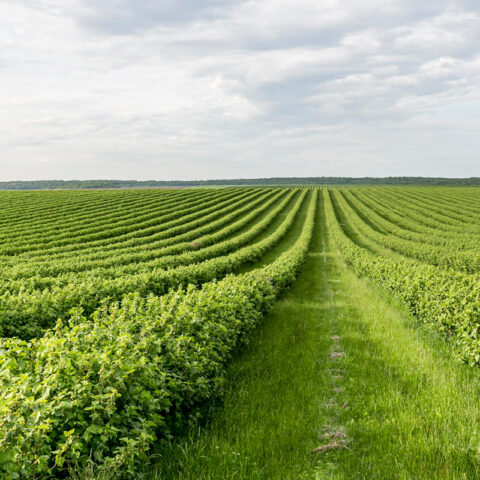 Efficient lifting solutions - Kranlyft UK